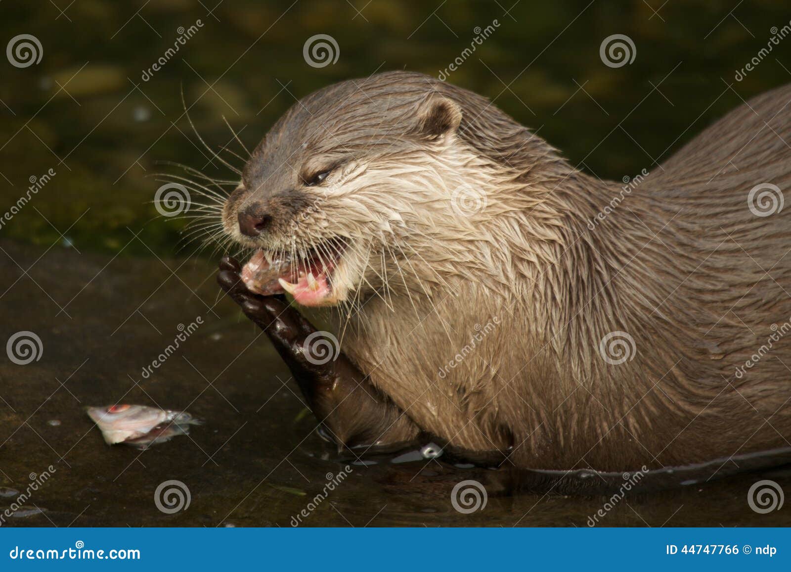 Close-up of Asian Short-clawed Otter Biting Fish Stock Photo - Image of ...