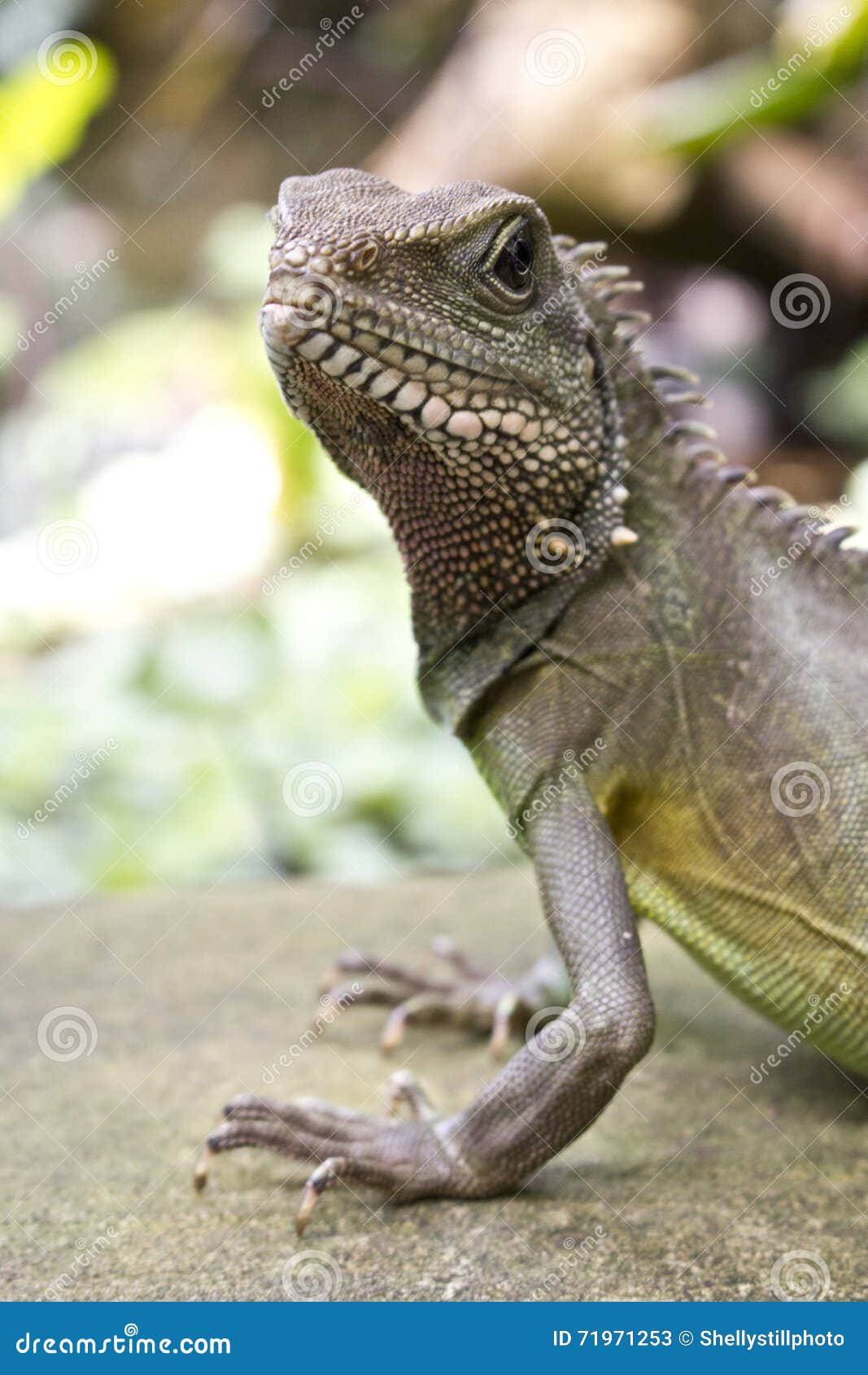 Close Up of an Asian Water Lizard Stock Image - Image of outdoors ...