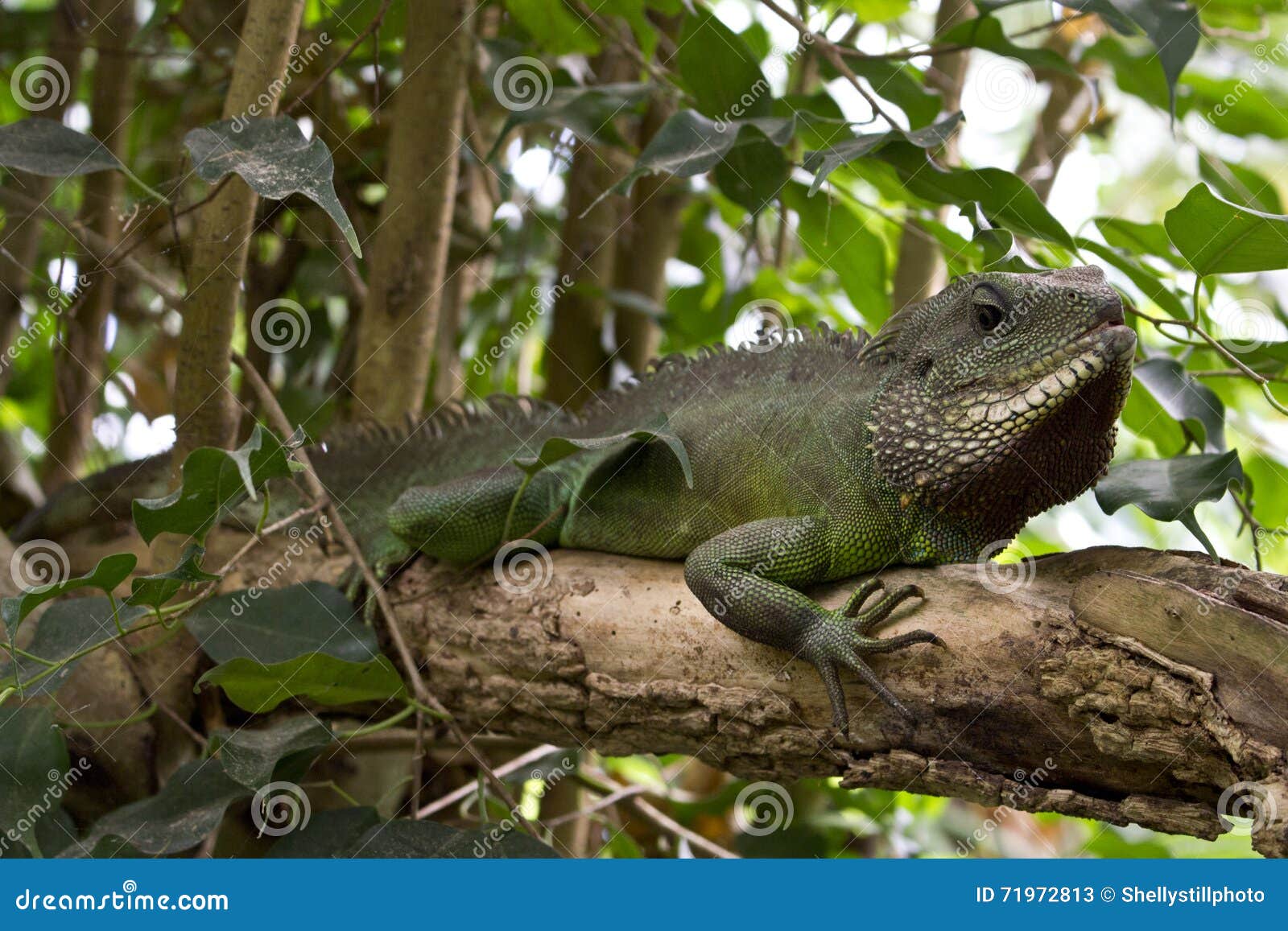 Close Up of an Asian Water Lizard Stock Image - Image of physignathus ...