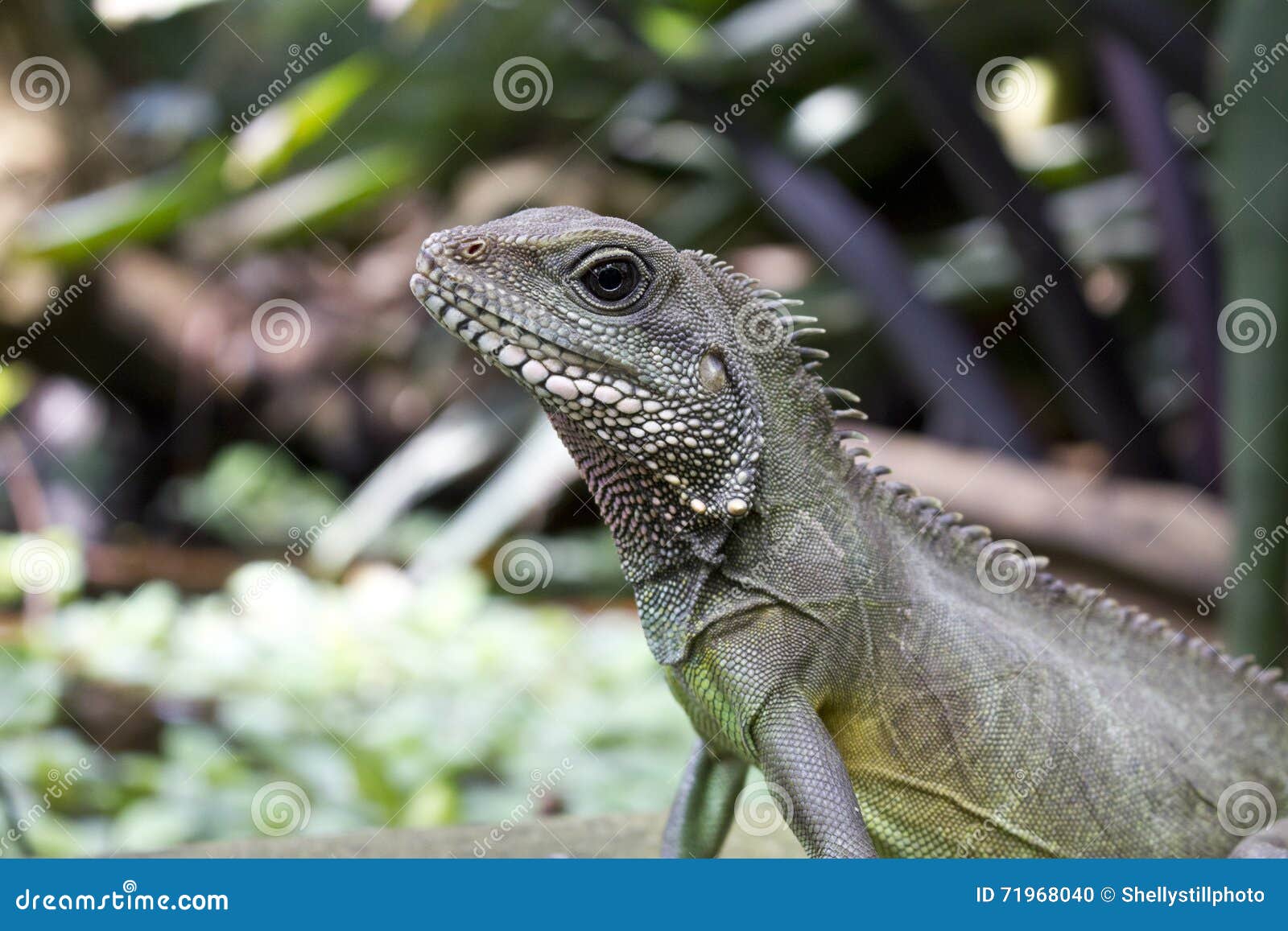 Close Up of an Asian Water Lizard Stock Photo - Image of beautiful ...