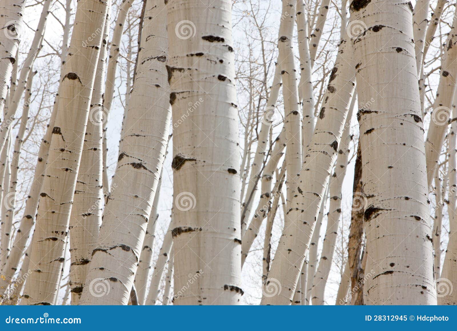 Close up of Aspen Trunks stock image. Image of forest - 28312945