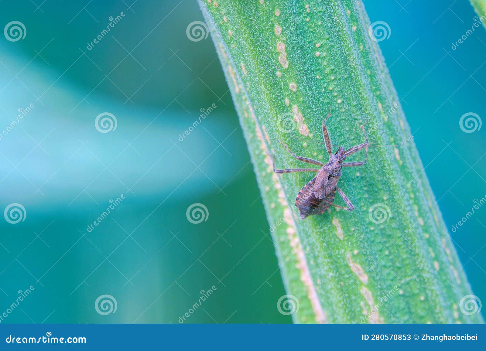 Reduviid Bugs Stem From Their Predatory Habits. Insects That Eat Other ...