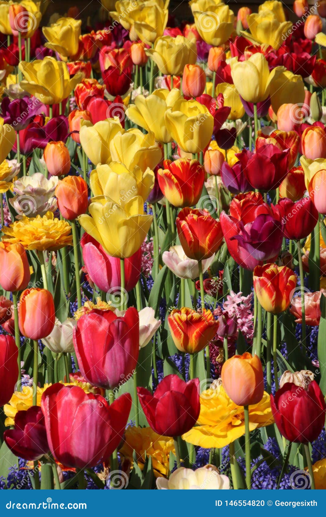 Close Up of Assorted Tulips and Grape Hyacinths Stock Photo - Image of ...