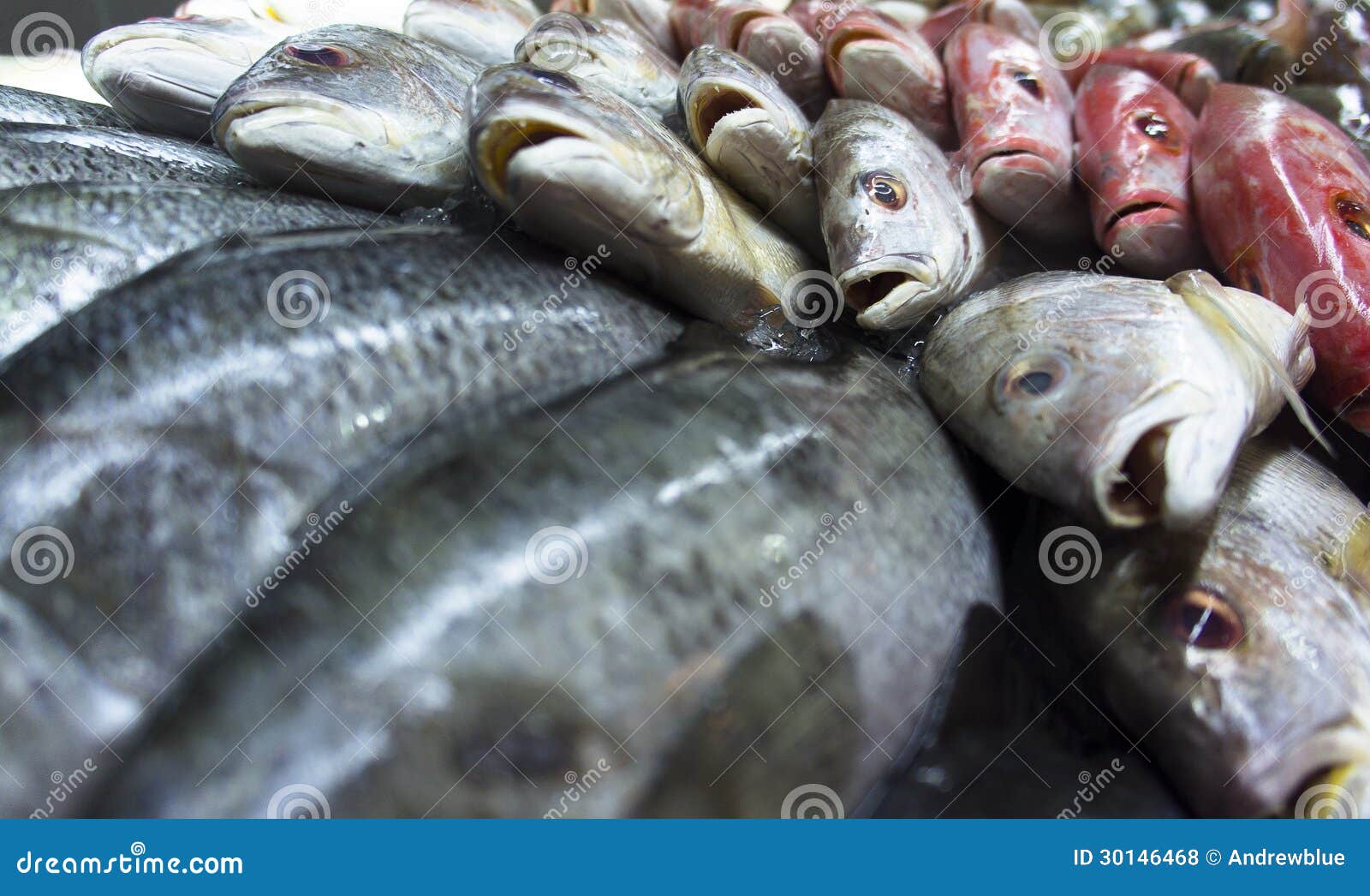 Assortment of fishes stock photo. Image of cool, ingredient - 30146468