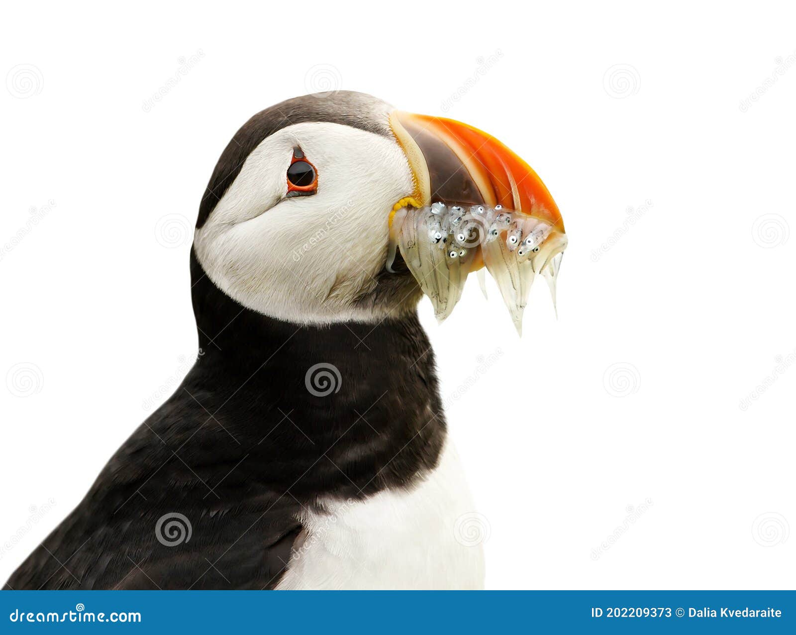 Close Up of Atlantic Puffin with the Beak Full of Sand Eels on White ...