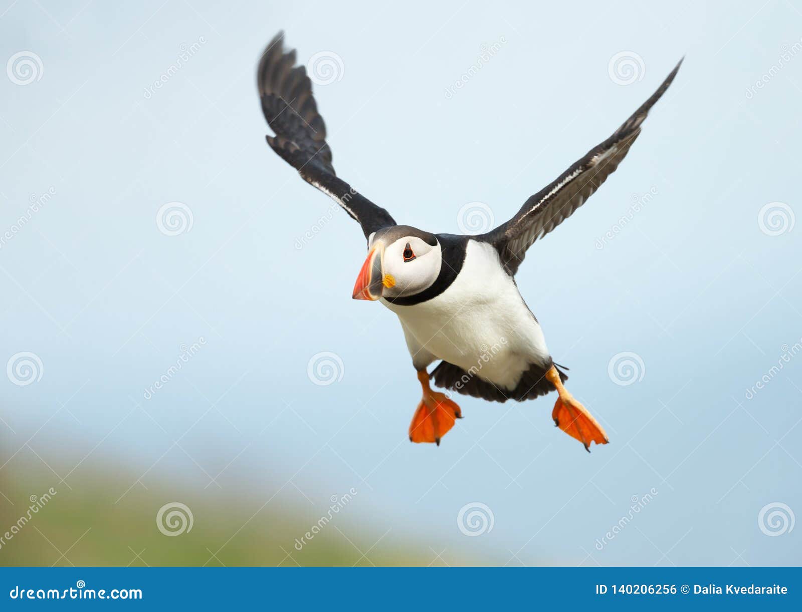 Close Up of Atlantic Puffin in Flight Stock Photo - Image of acrobatic ...