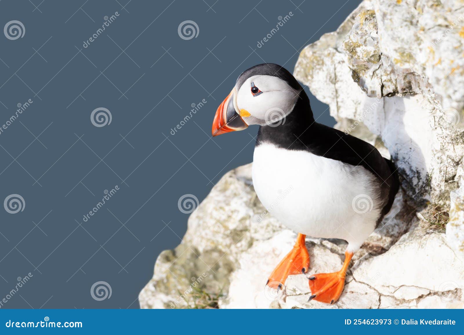 Close Up of Atlantic Puffin Perched on a Cliff Edge Stock Image - Image ...