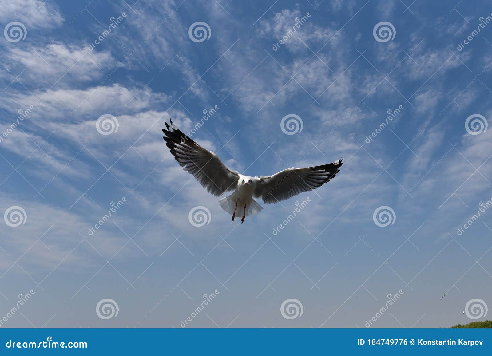 Close-up of an Attacking Seagull Flapping Its Wings Against a Cloudy ...