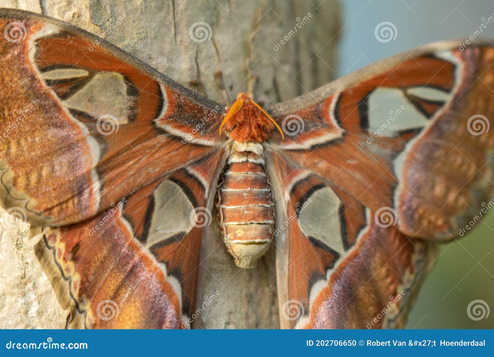 Close Up of a Attacus Atlas Also Called Atlas Moth Stock Photo - Image ...