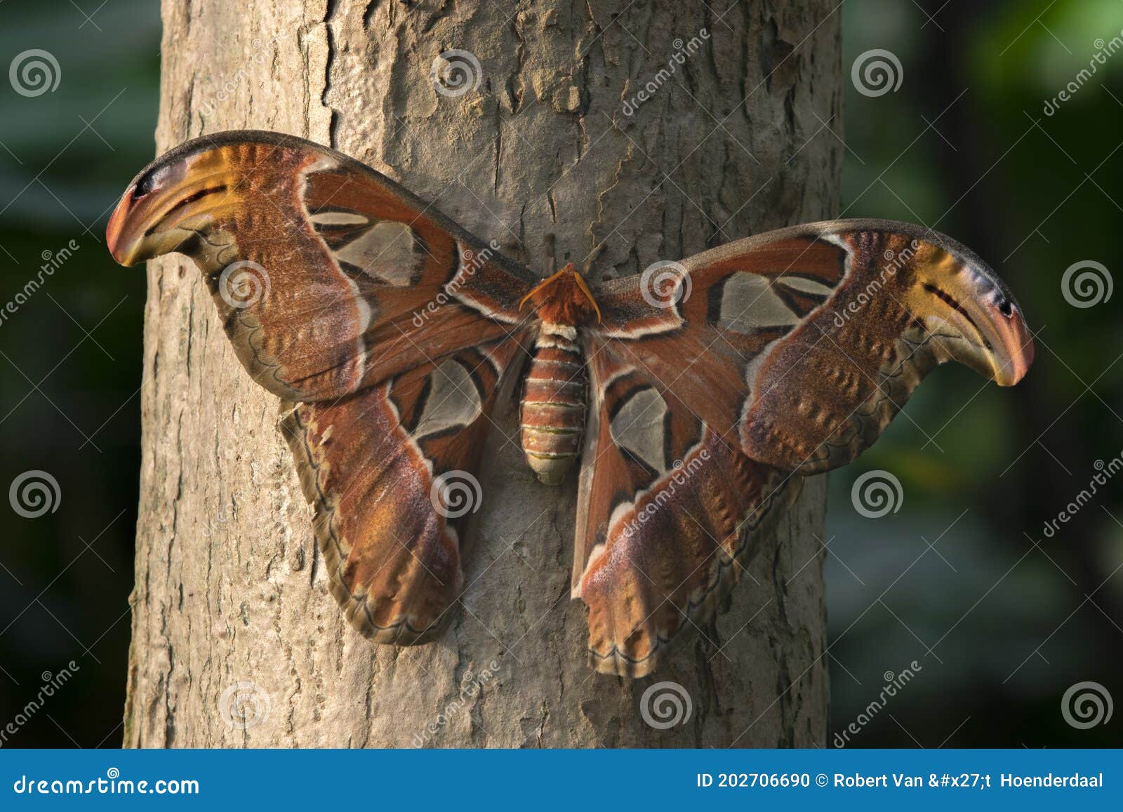 Close Up Of A Attacus Atlas Also Called Atlas Moth Stock Photo ...