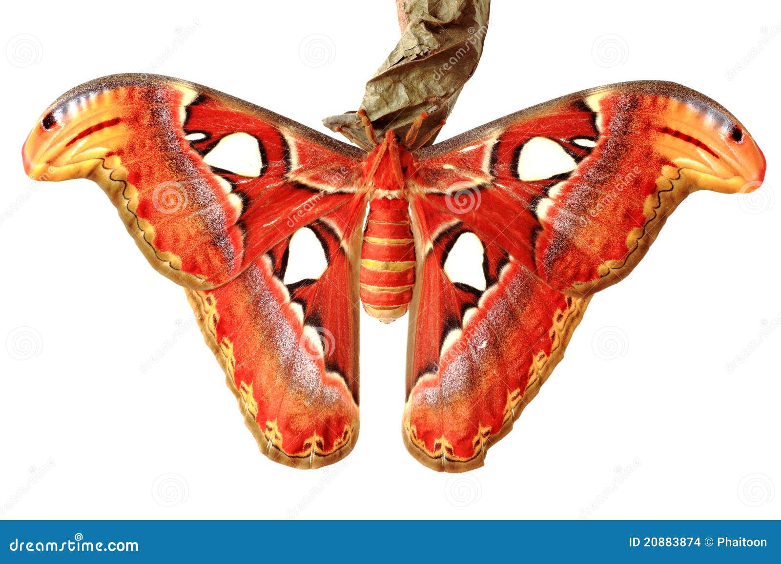 Attacus Atlas Moth The Giant Butterfly Royalty-Free Stock Photography ...