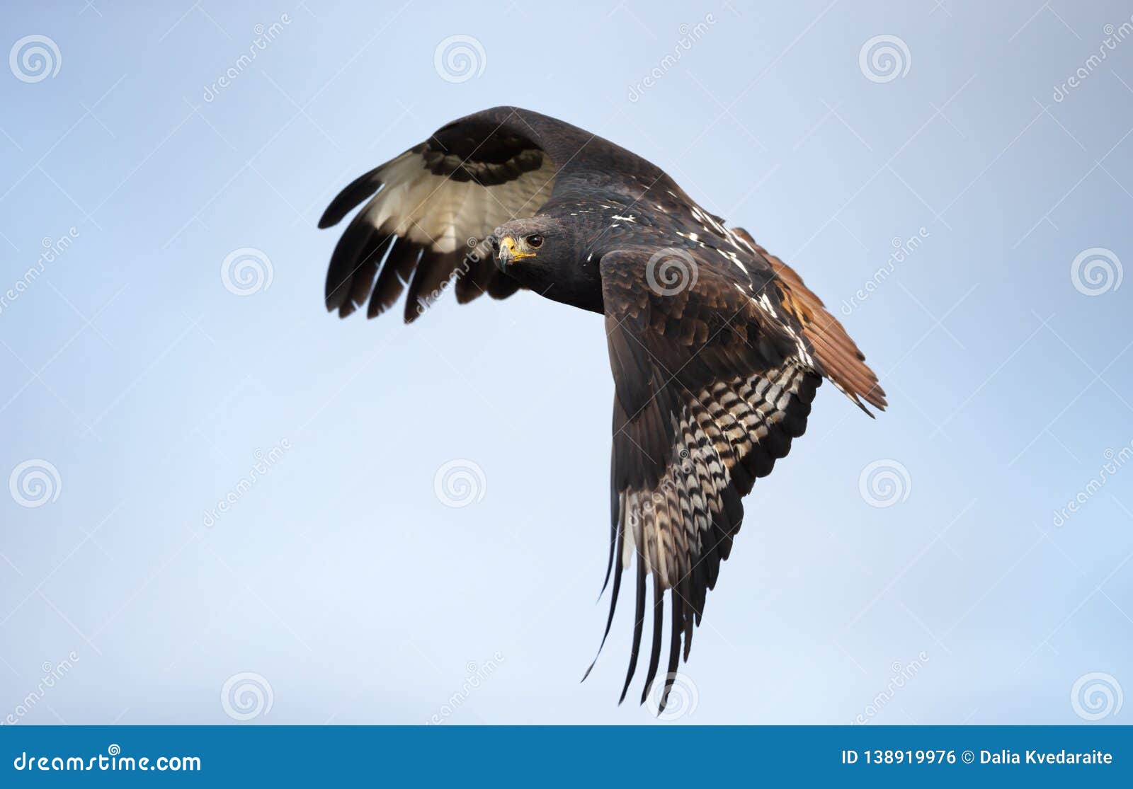 Set Of Buzzard In Flight Isolated On White. Buteo Rufinus Royalty-Free ...