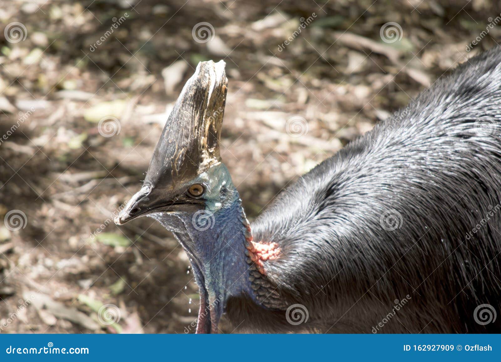 This is a Close Up of an Australian Cassowary Stock Image - Image of ...