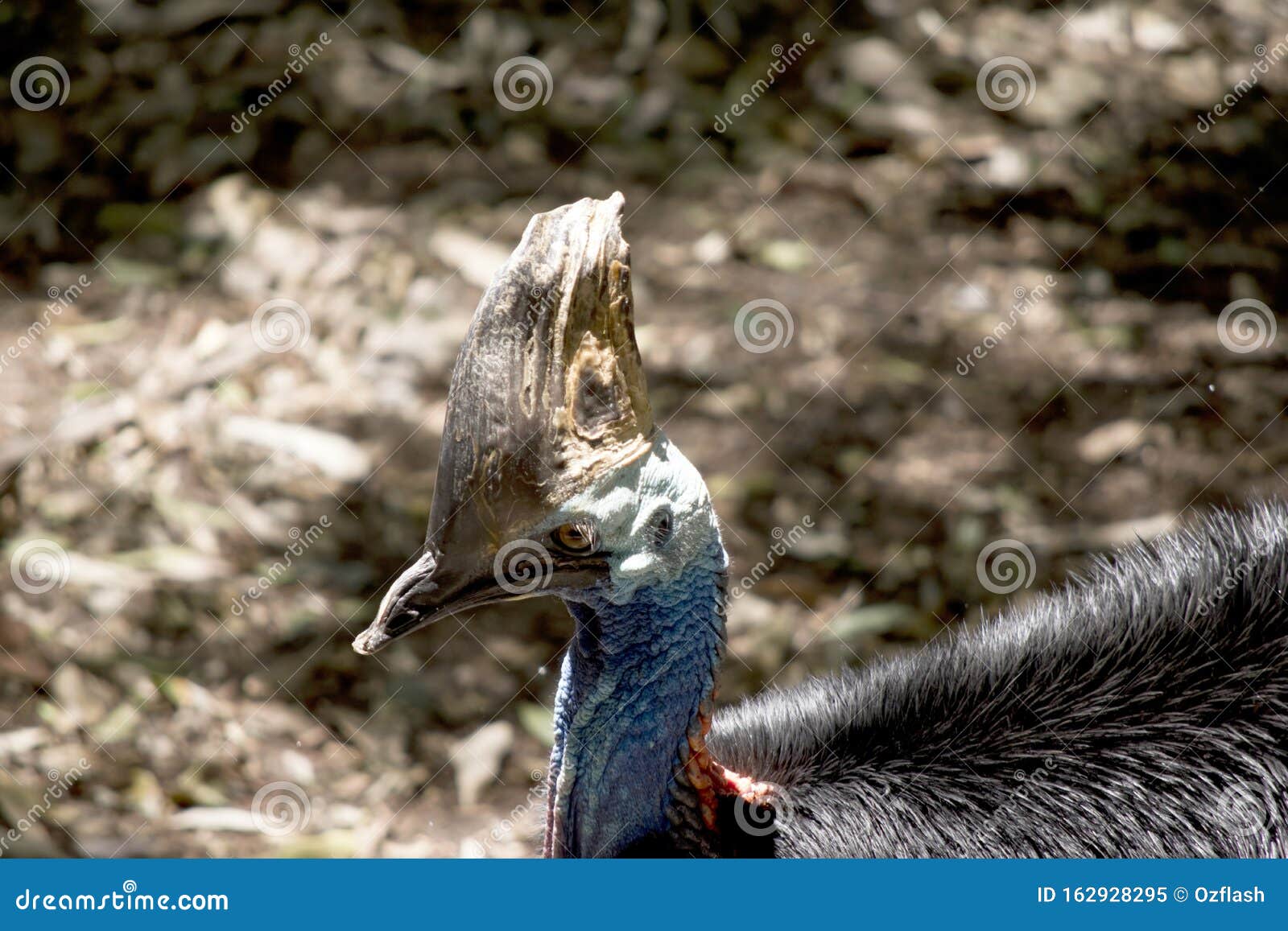 This is a Close Up of an Australian Cassowary Stock Image - Image of ...