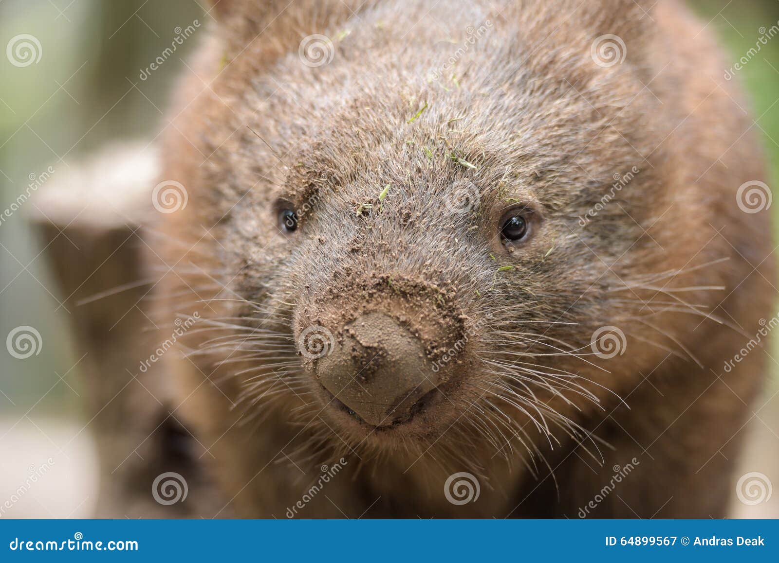 Close Up about an Australian Common Wombat Stock Image - Image of ...