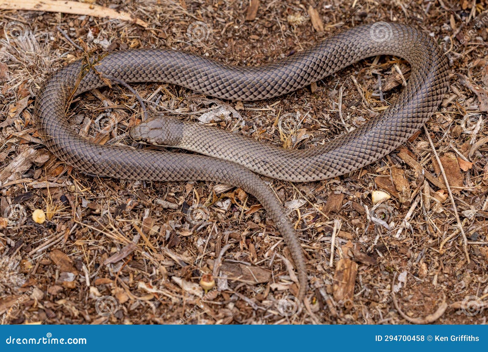 Australian Curl Snake stock photo. Image of australian - 294700458