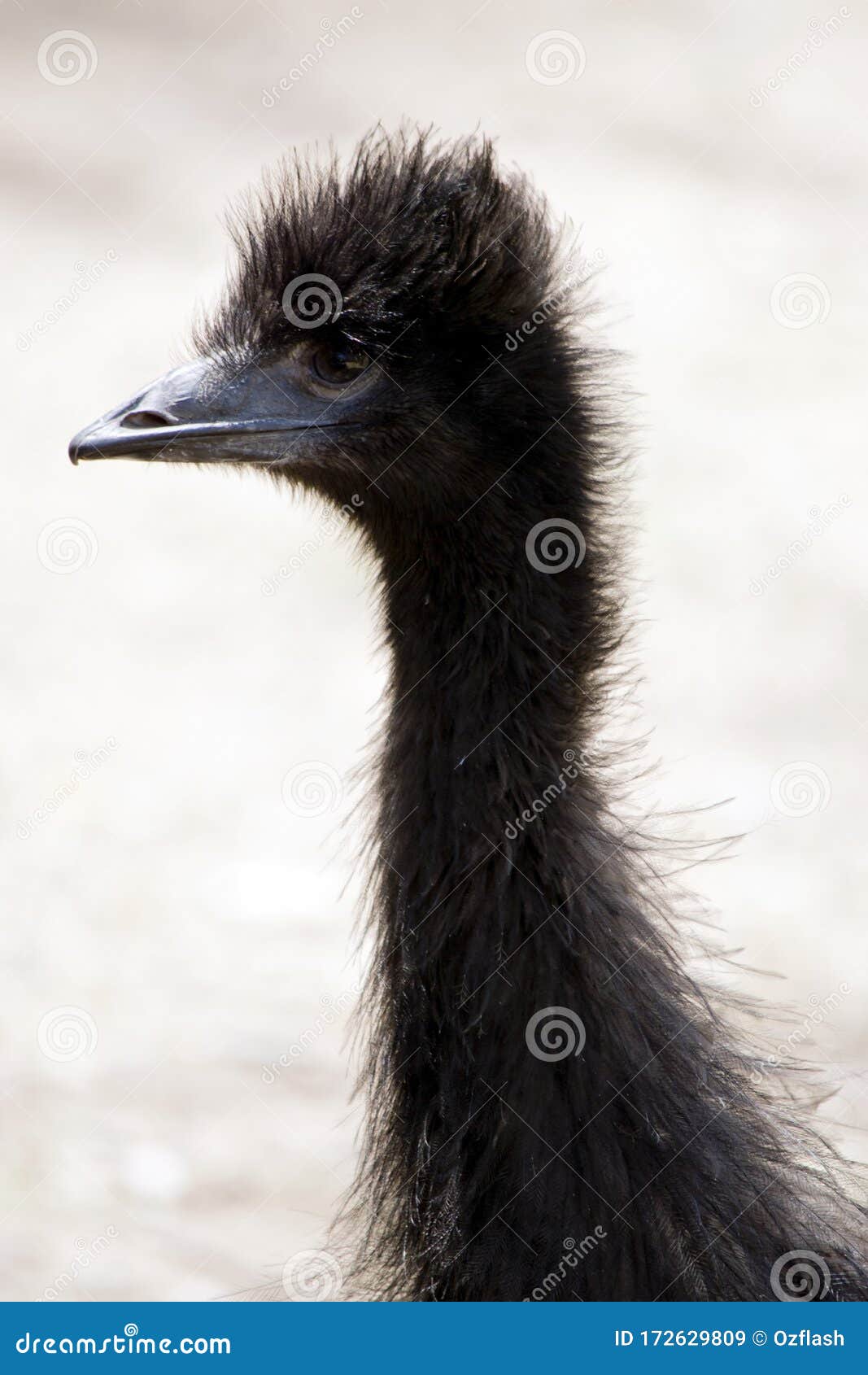 This is a Close Up of an Australian Emu Stock Image - Image of long ...