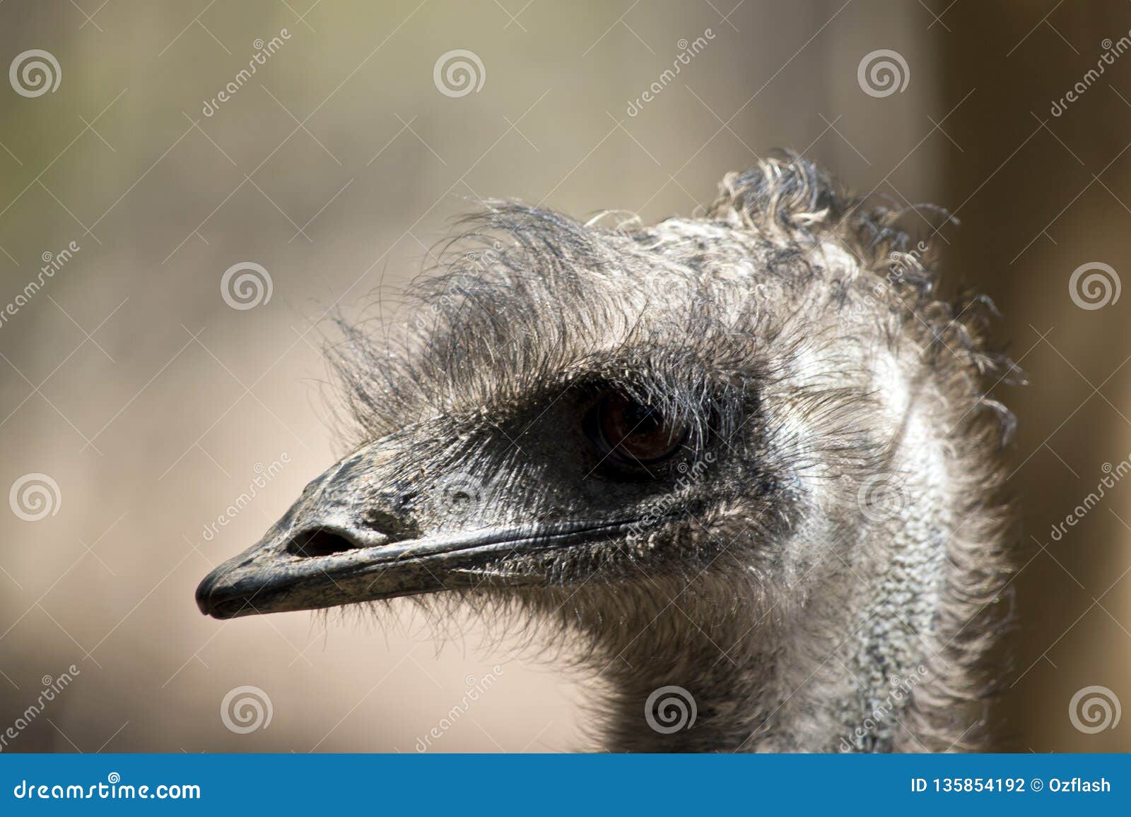 An Australian emu stock photo. Image of bird, australia - 135854192