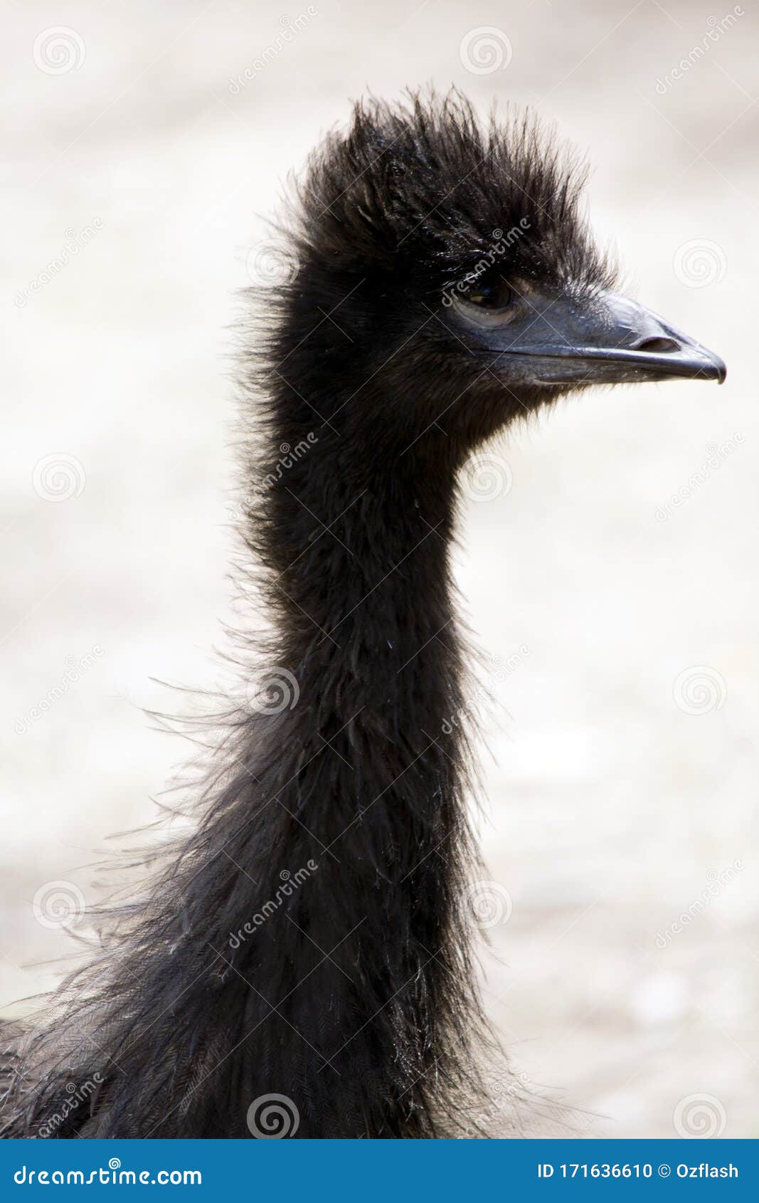 This is a Close Up of an Australian Emu Stock Photo - Image of grey ...