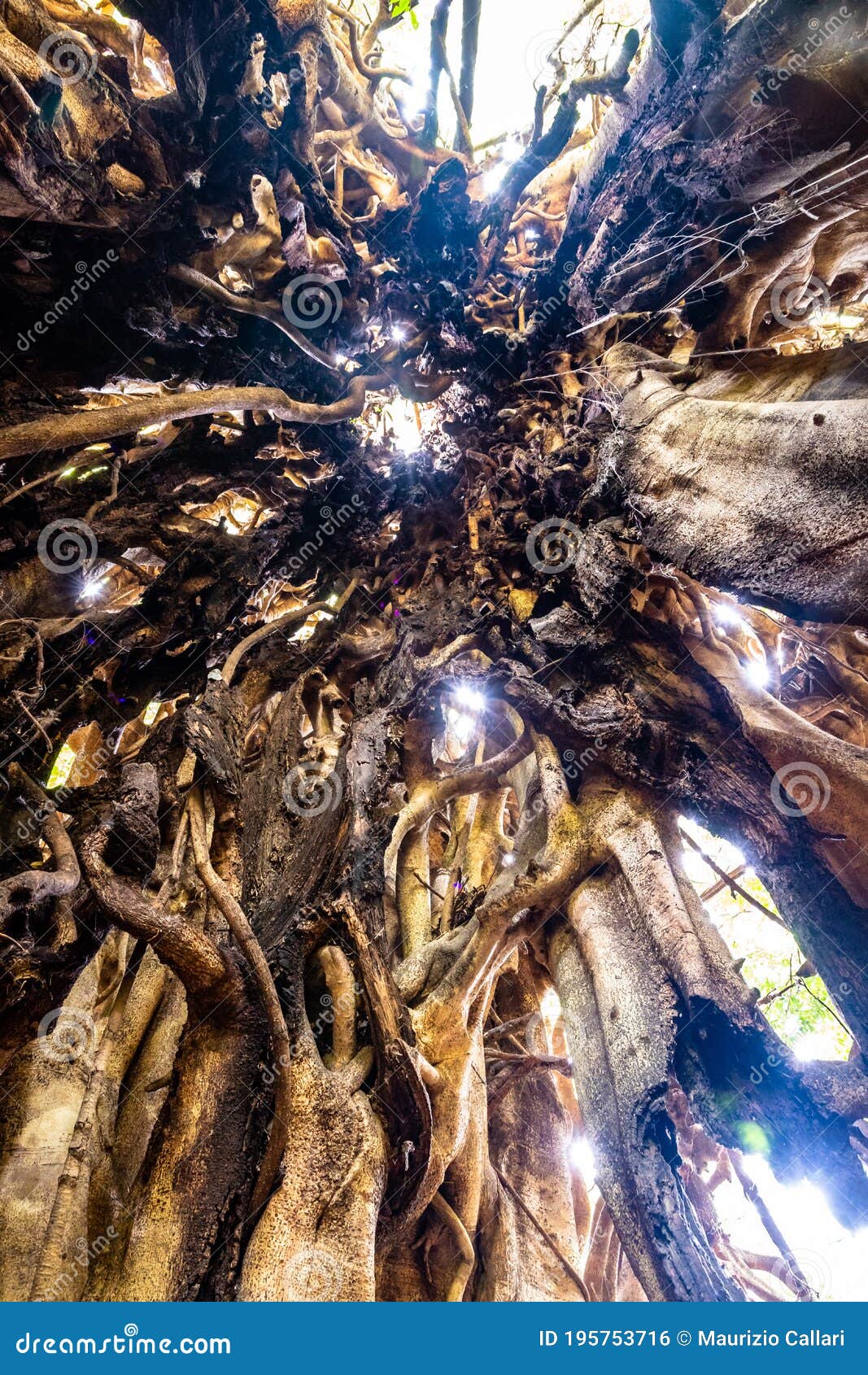 Close Up of an Australian Fig Tree Stock Photo - Image of ancient, lush ...