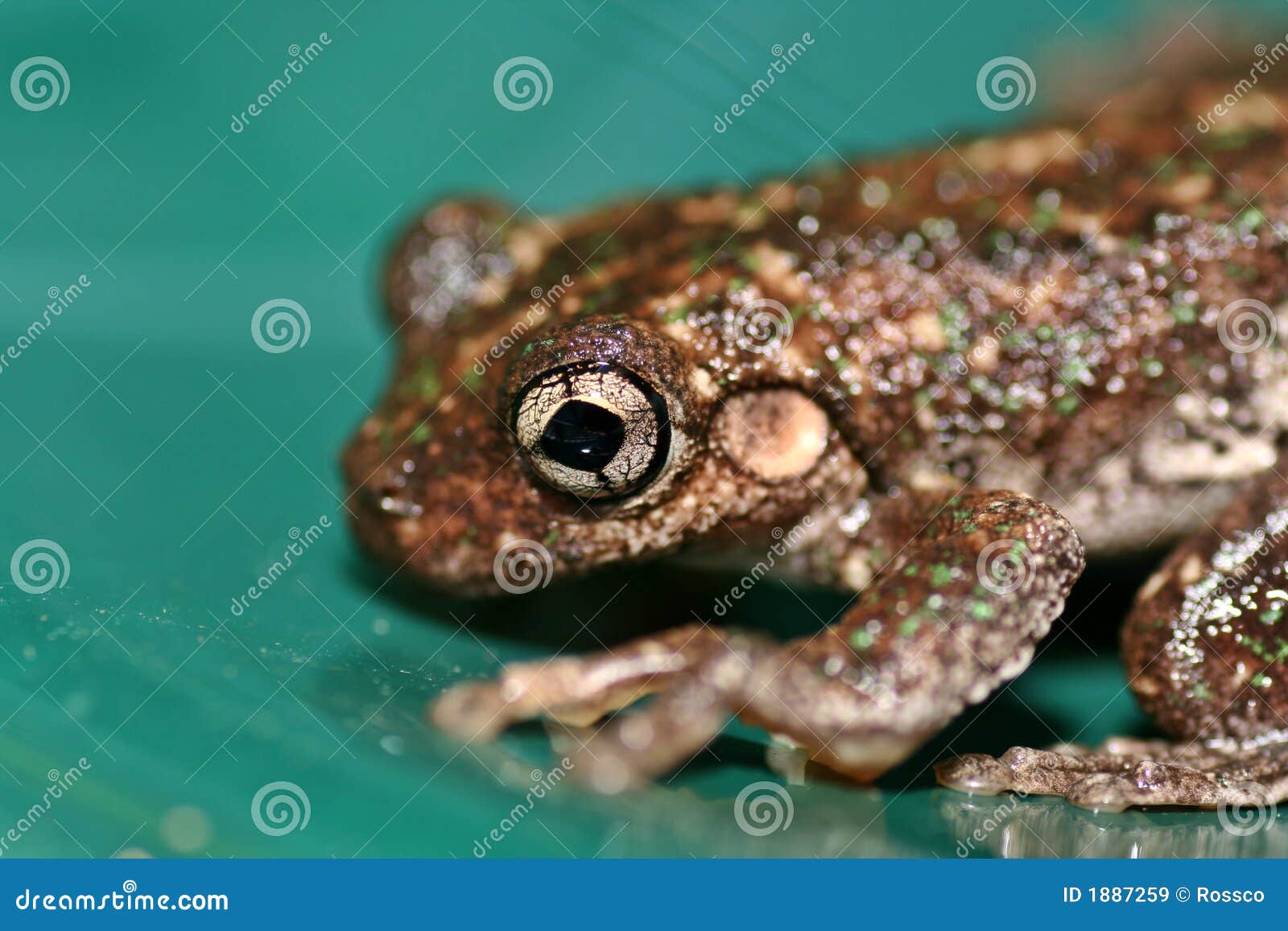 Close Up of an Australian Frog Stock Image - Image of reptile ...