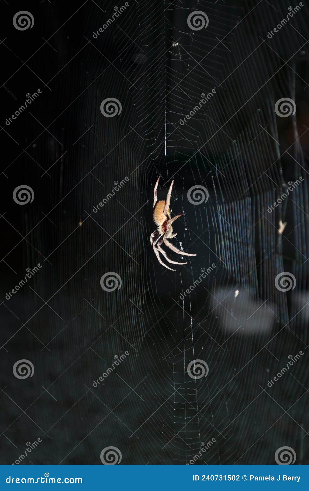 An Australian Garden Orb Spider Stock Photo - Image of spinning, garden ...