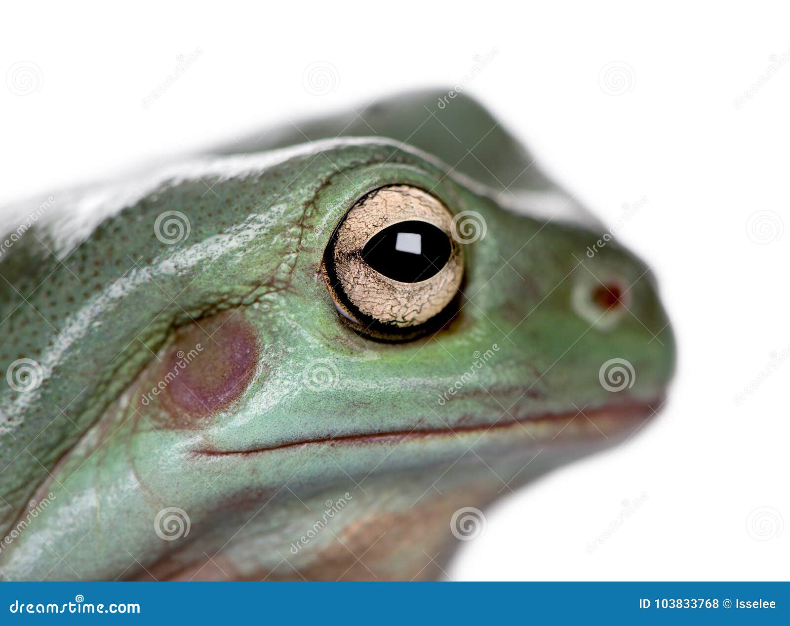 Close-up of Australian Green Tree Frog, Litoria Caerulea Stock Photo ...