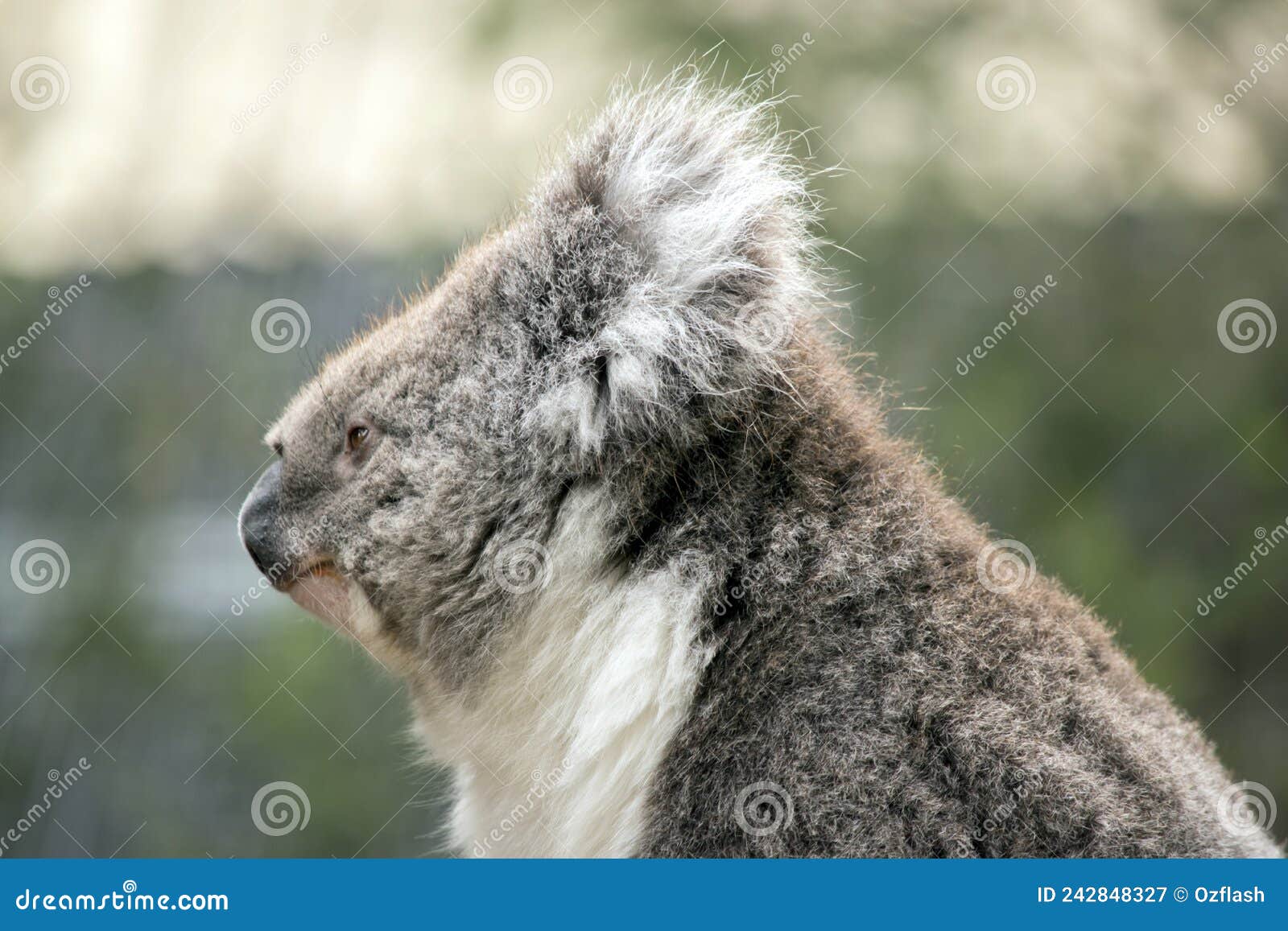 This is a Close Up of an Australian Koala Stock Image - Image of fluffy ...