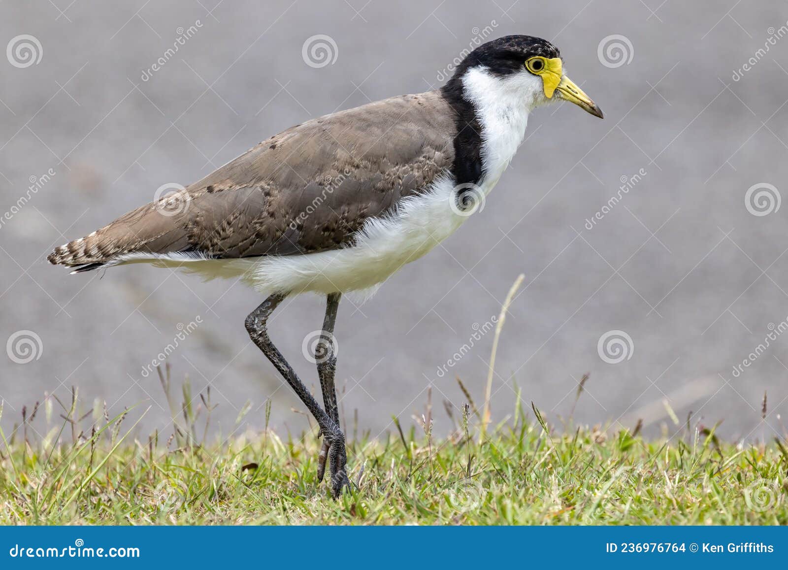 Australian Masked Lapwing stock photo. Image of lapwing - 236976764