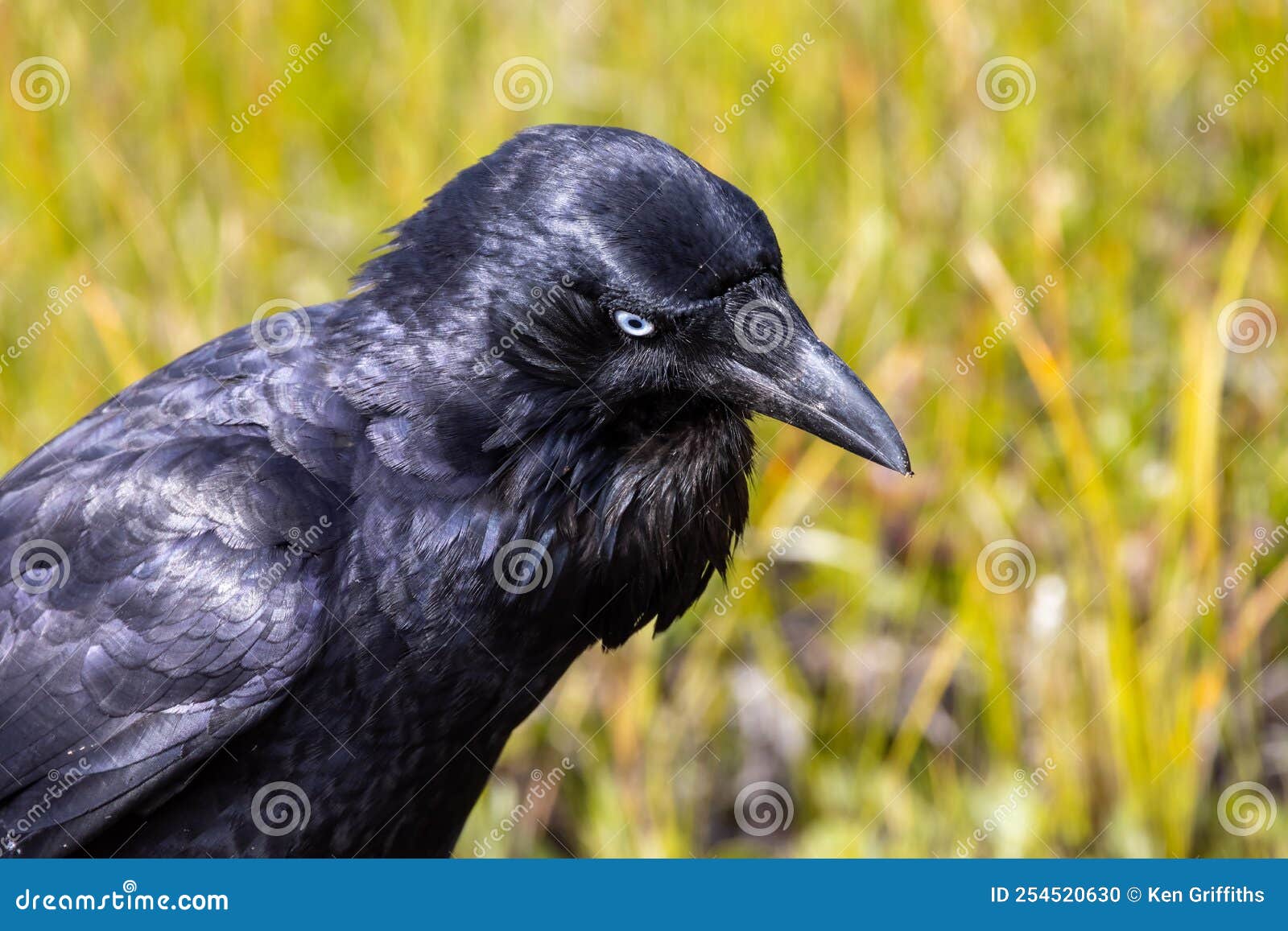 Australian Raven stock photo. Image of corvid, close - 254520630