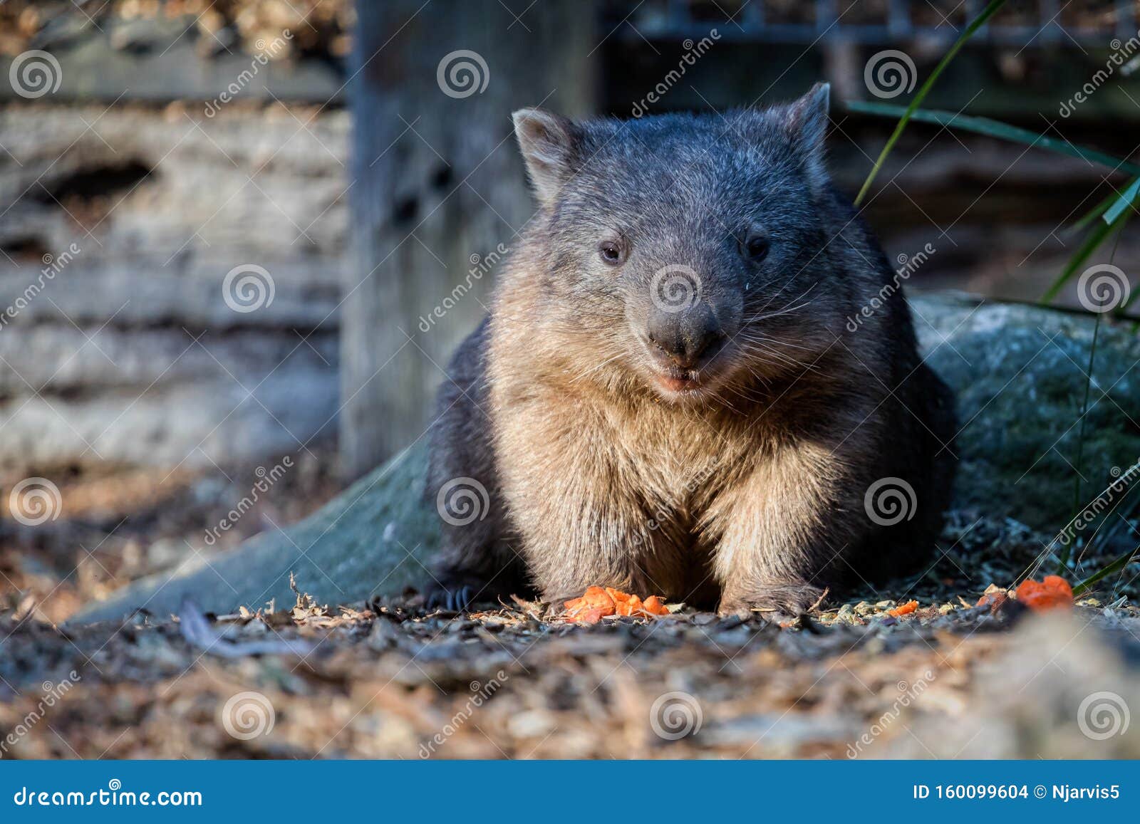 Close Up of an Australian Wombat Stock Photo - Image of isolated ...