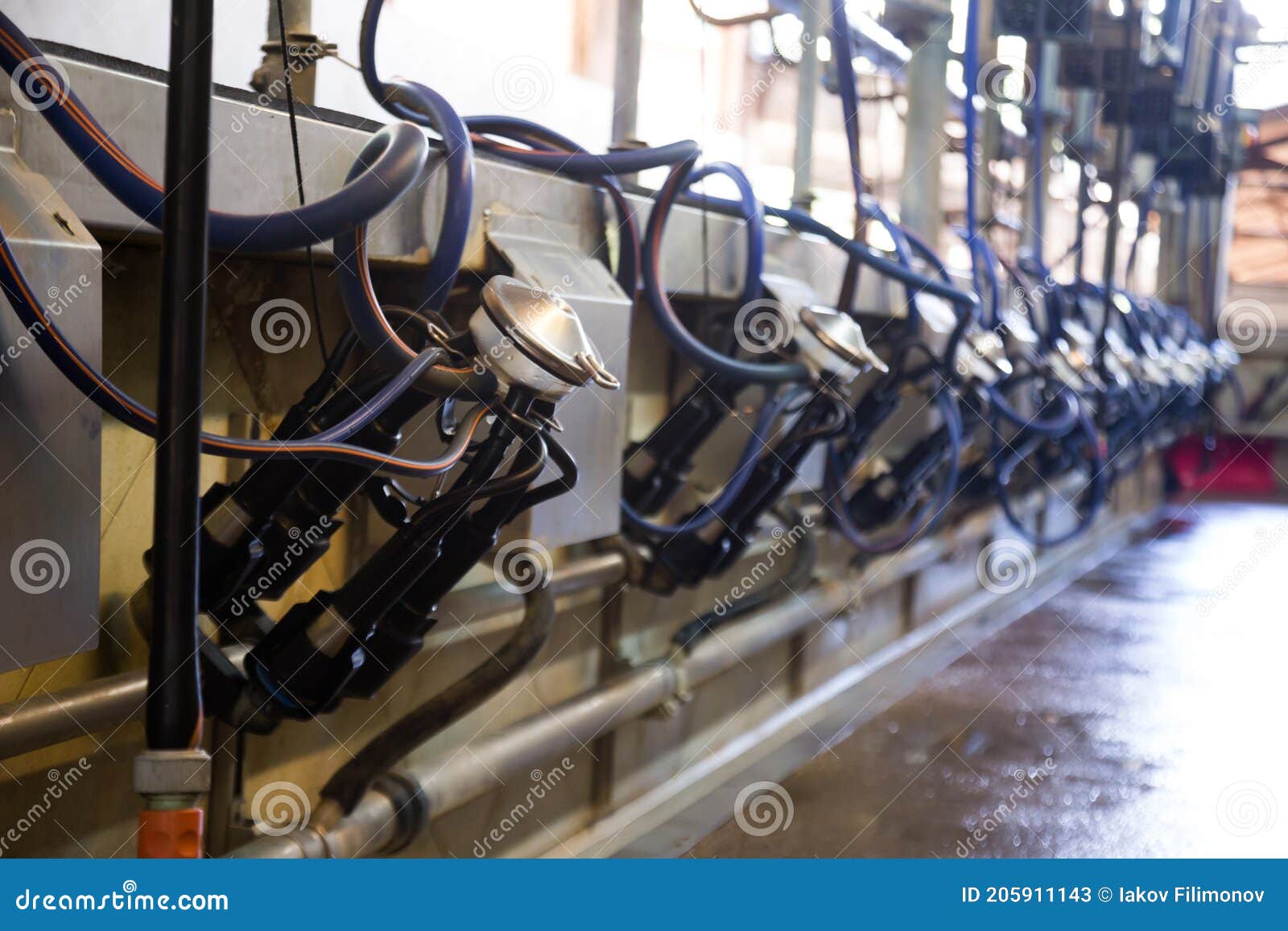 Close Up of Automatic Milking Cluster Stock Image - Image of cattle ...