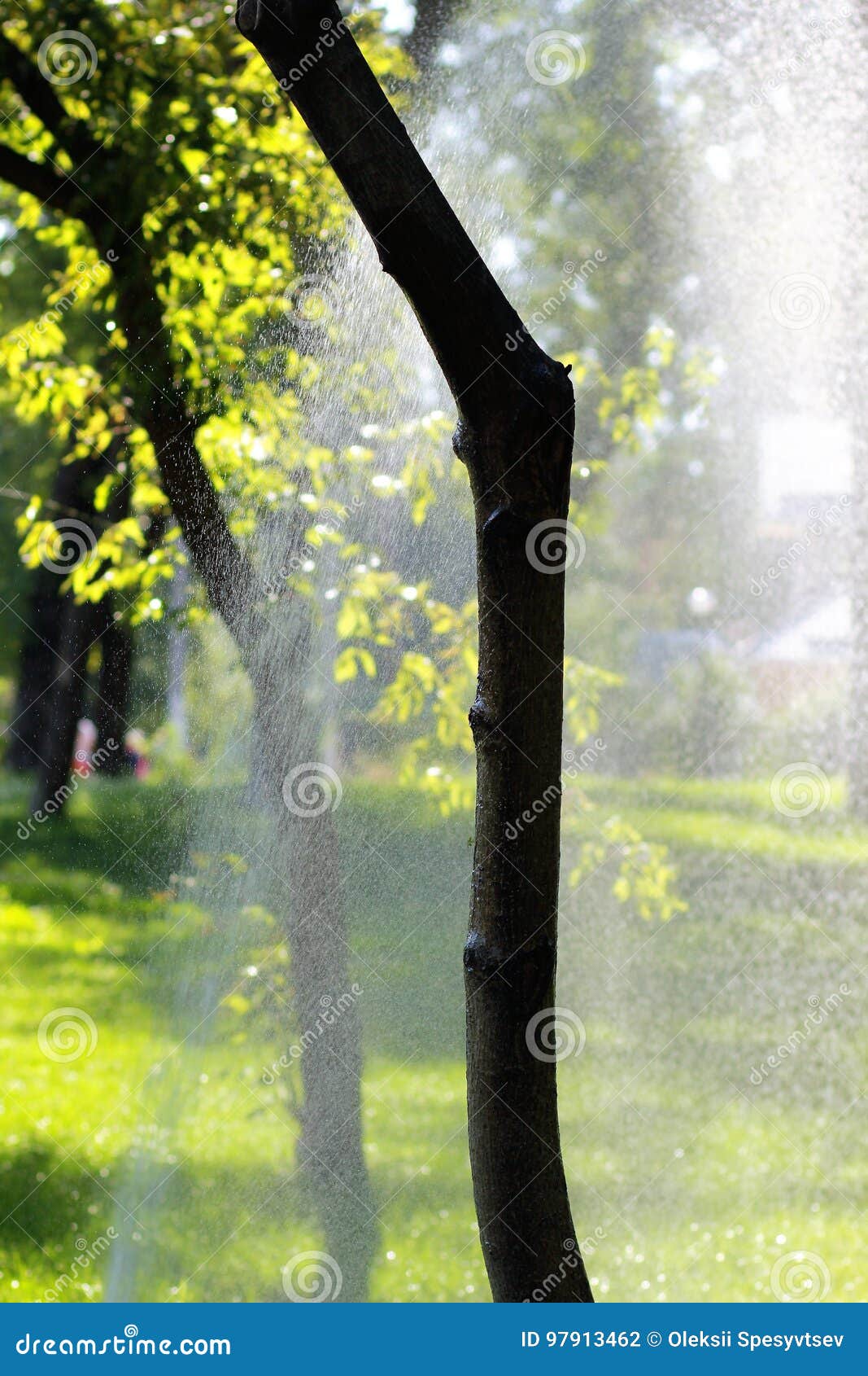 Close Up of Automatic Water System Watering Grass and Trees Stock Photo ...