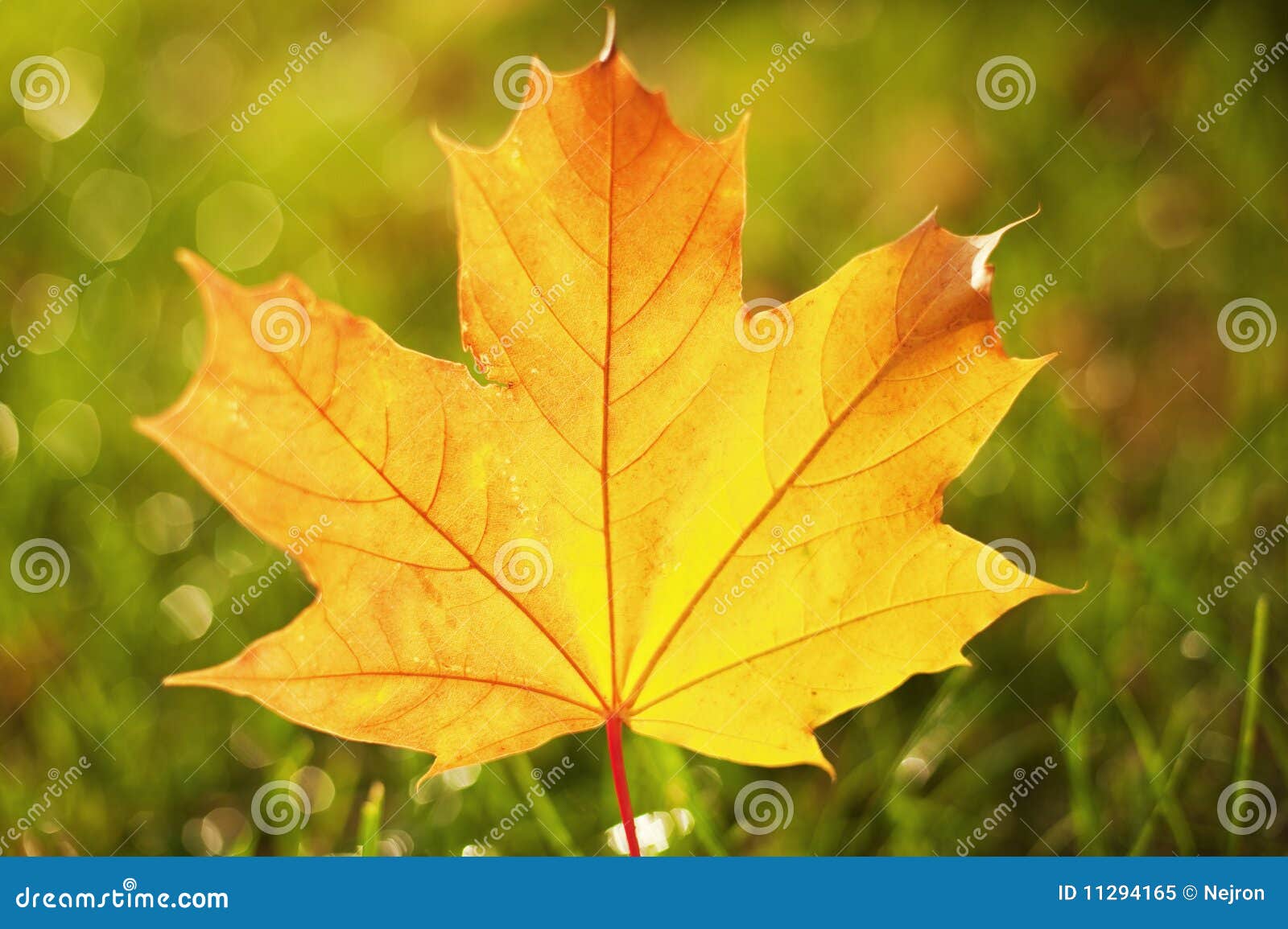 Close-up of autumn leaf stock image. Image of leaf, garden - 11294165