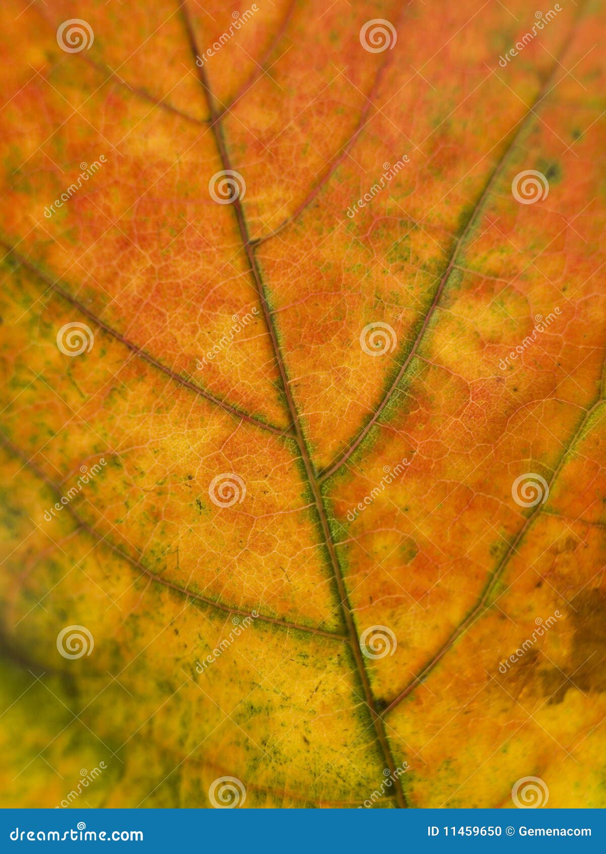 Close up on a autumn leaf stock photo. Image of group - 11459650
