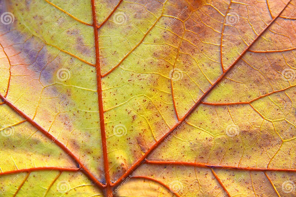 Close-up autumn leaf stock photo. Image of detail, beautiful - 12106614