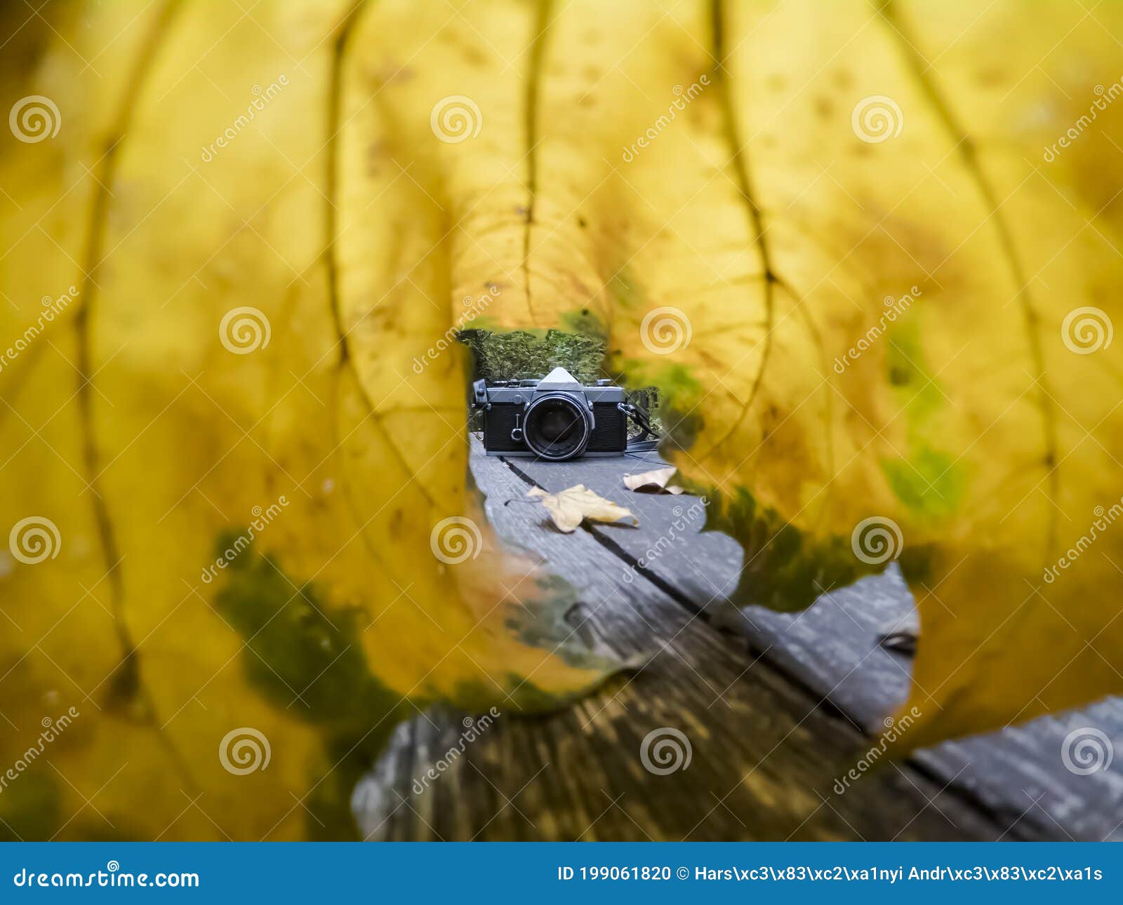 Close Up Autumn Leaf with Camera in the Background Stock Photo - Image ...