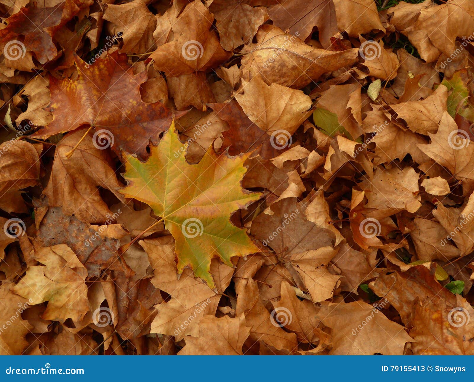 Close up of autumn leaves stock image. Image of forest - 79155413