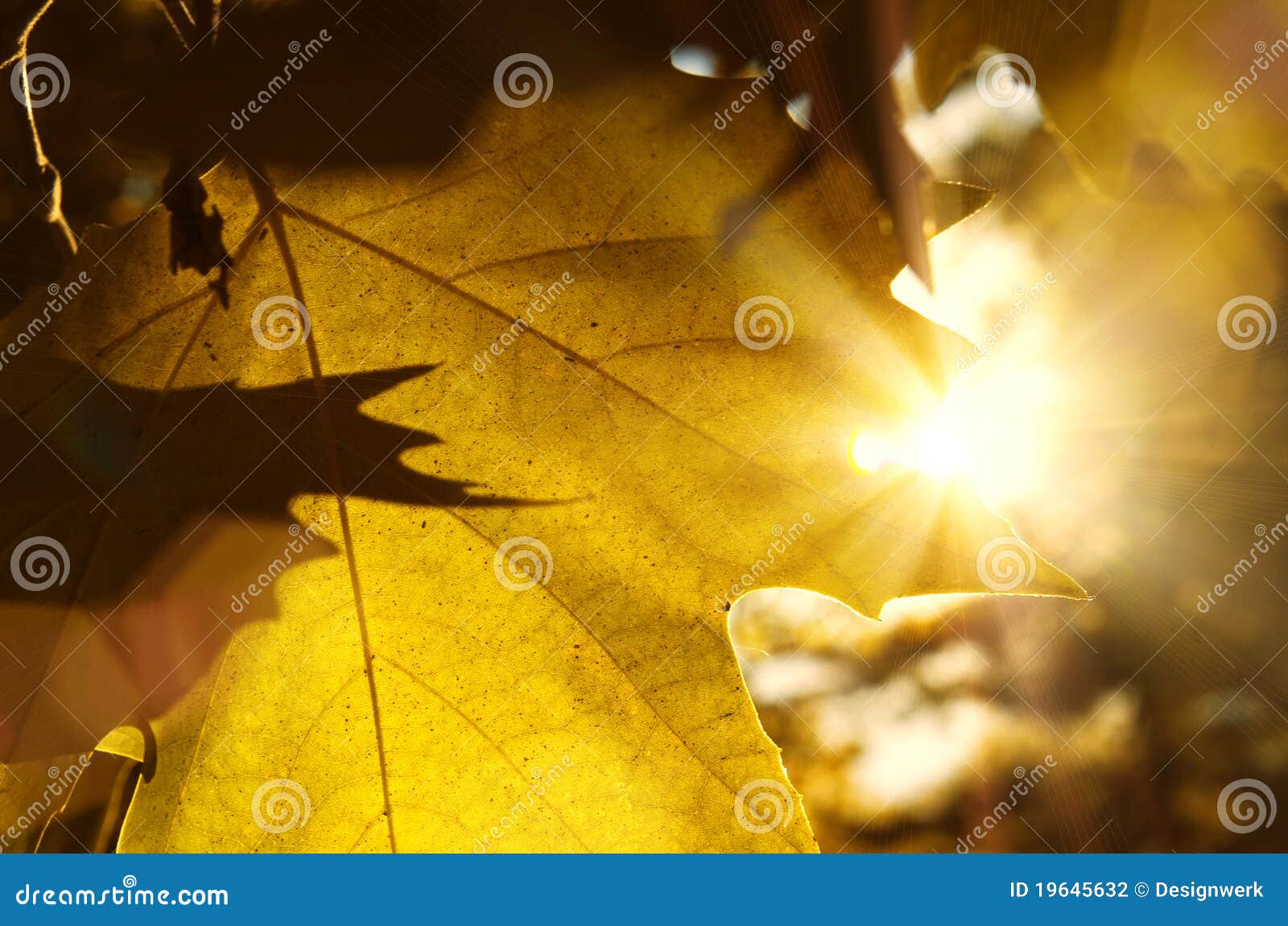Close Up of a Autumn Leaves Texture and Sun Rays Stock Photo - Image of ...