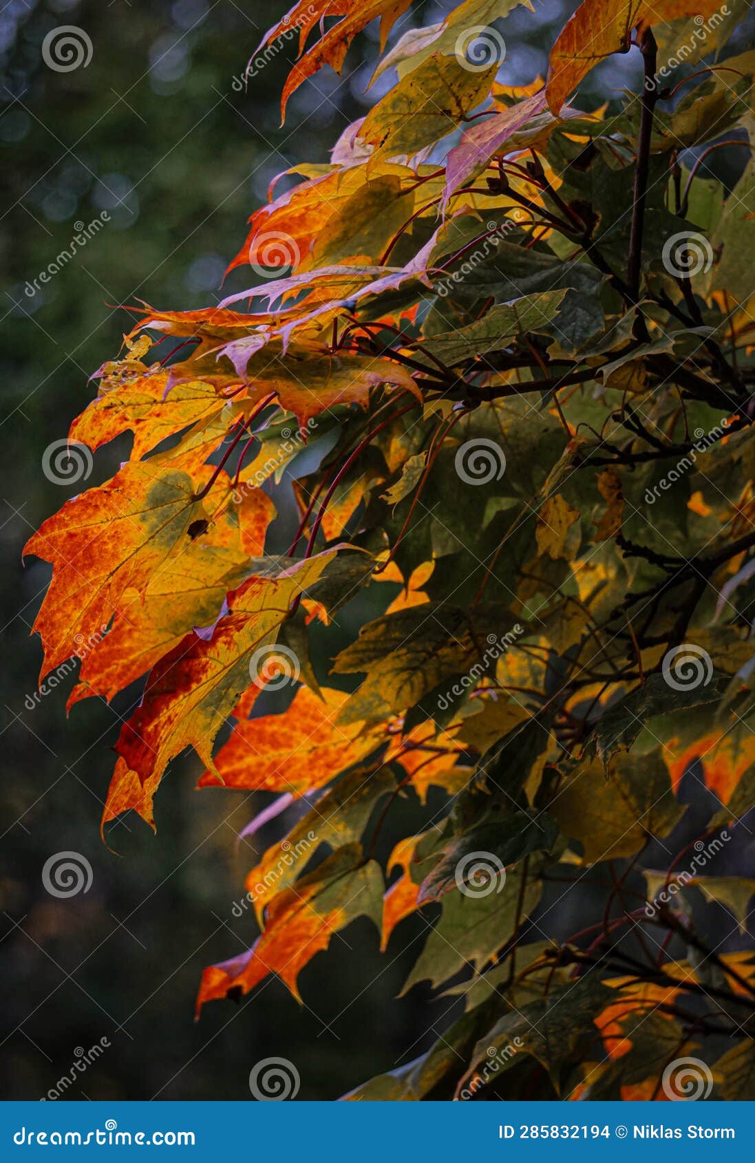 Close Up of Autumn Leaves on Tree Stock Photo - Image of colorful ...