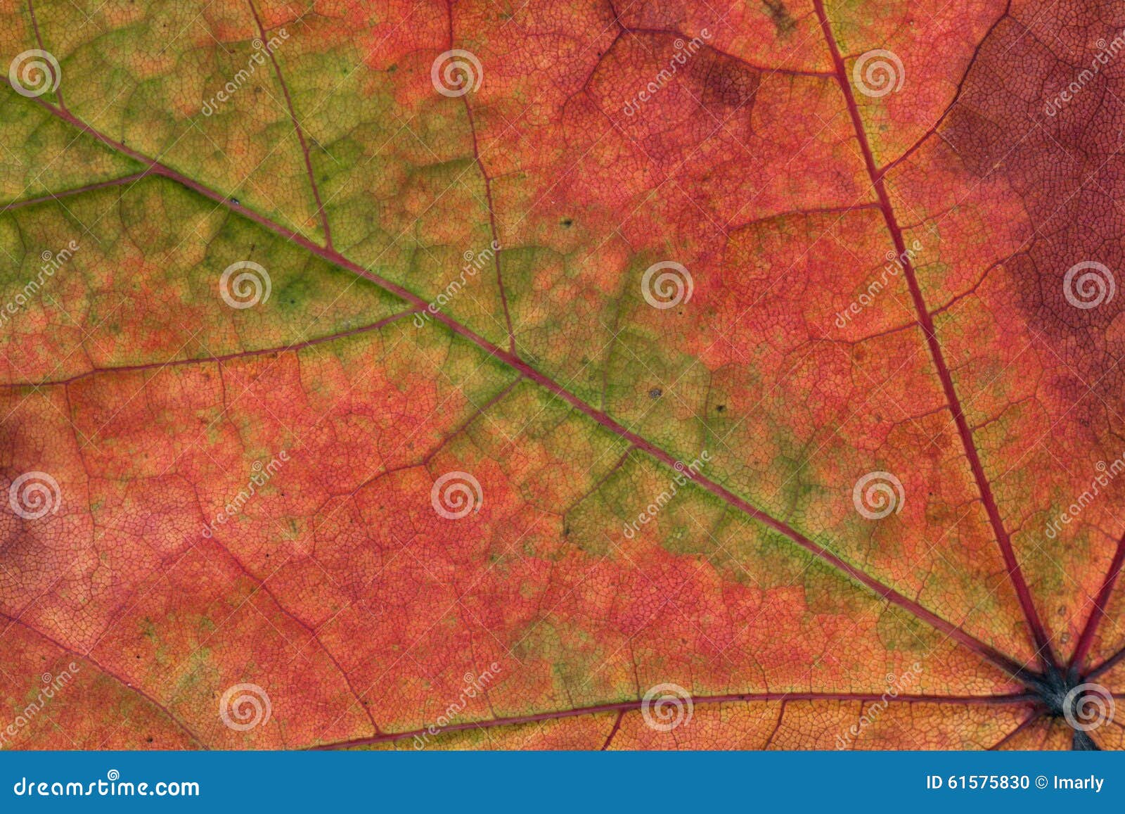 Close Up of an Autumn Maple Leaf Stock Photo - Image of tree, nature ...