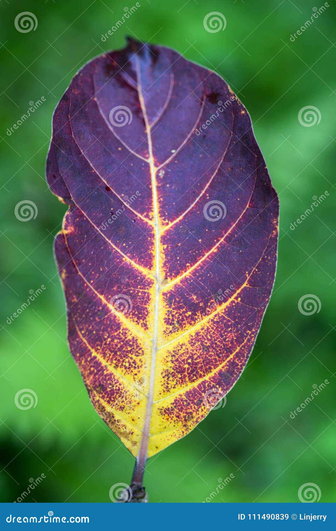 Tropical Terminalia Catappa Leaf Stock Image - Image of orange, forest ...