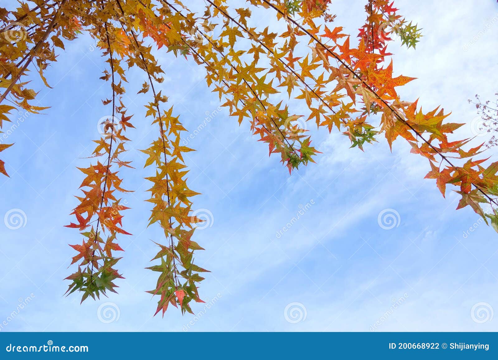 Maple Branches Bent Over The Water Stock Photography | CartoonDealer ...