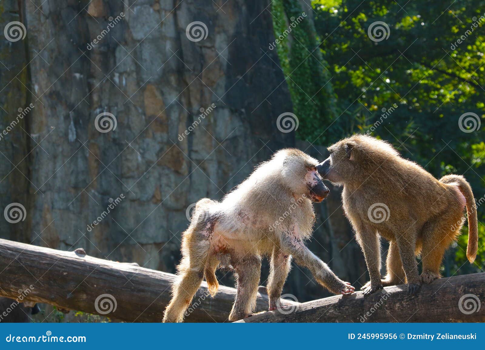 Close Up of Baboons on a Tree. Stock Photo - Image of face, outdoor ...