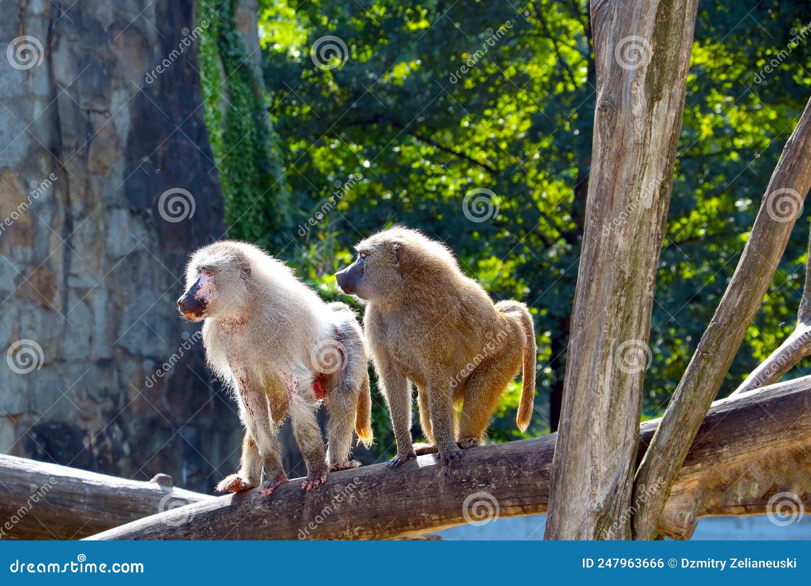 Close Up of Baboons on a Tree. Stock Photo - Image of olive, baboons ...