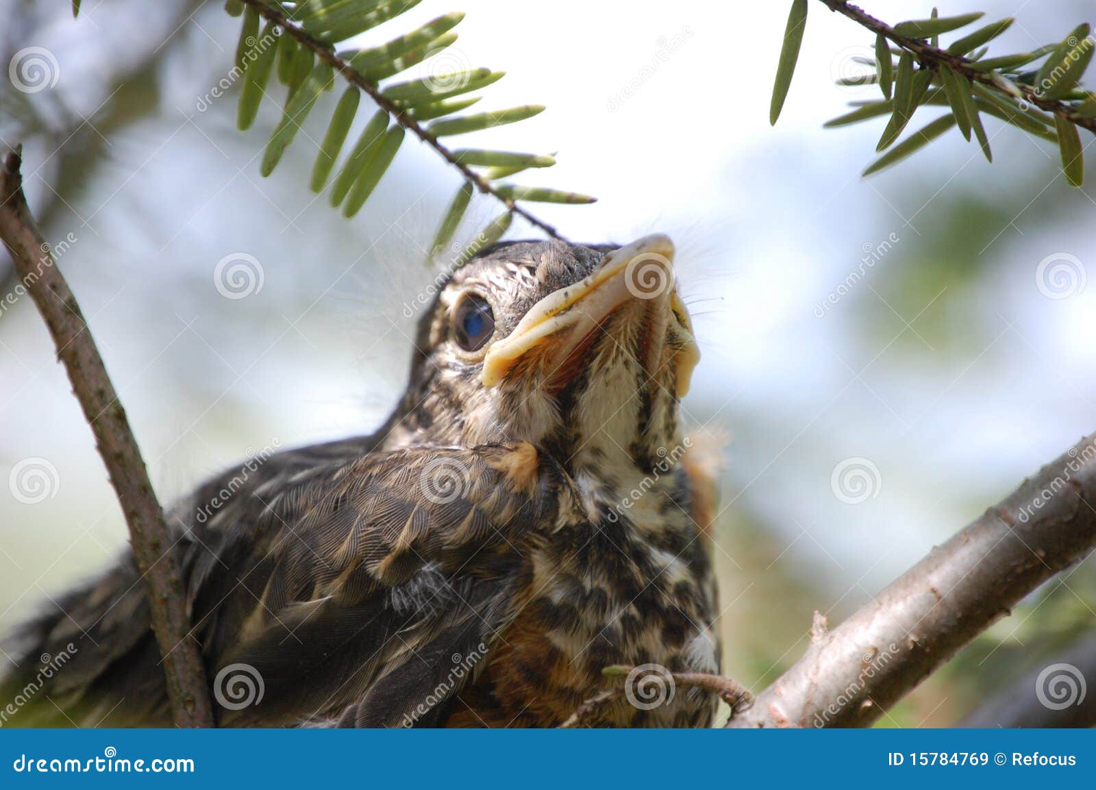 Close up of baby bird stock image. Image of leaves, bird - 15784769