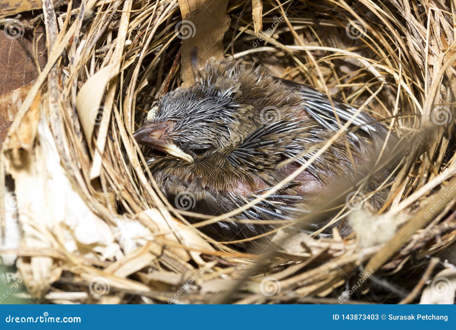 Close Up Baby Bird Rest in Nest on Tree Stock Image - Image of family ...