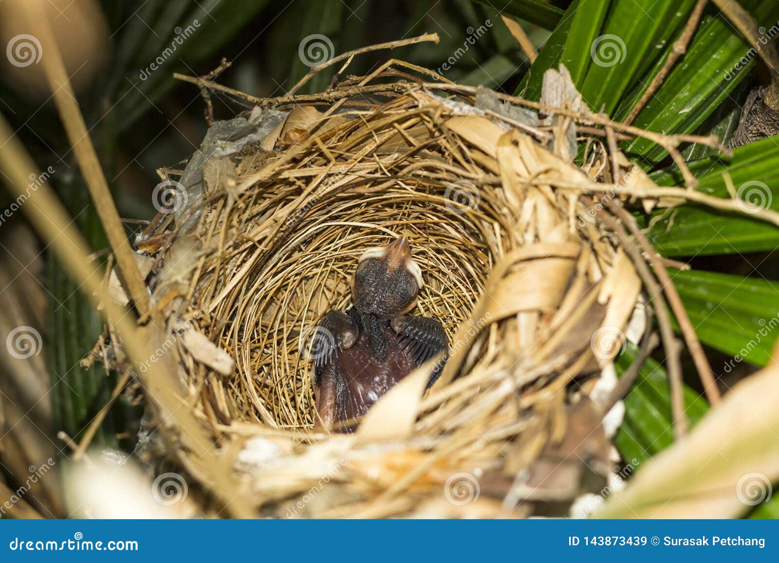 Close Up Baby Bird Sleep in Nest on Tree Stock Image - Image of newborn ...