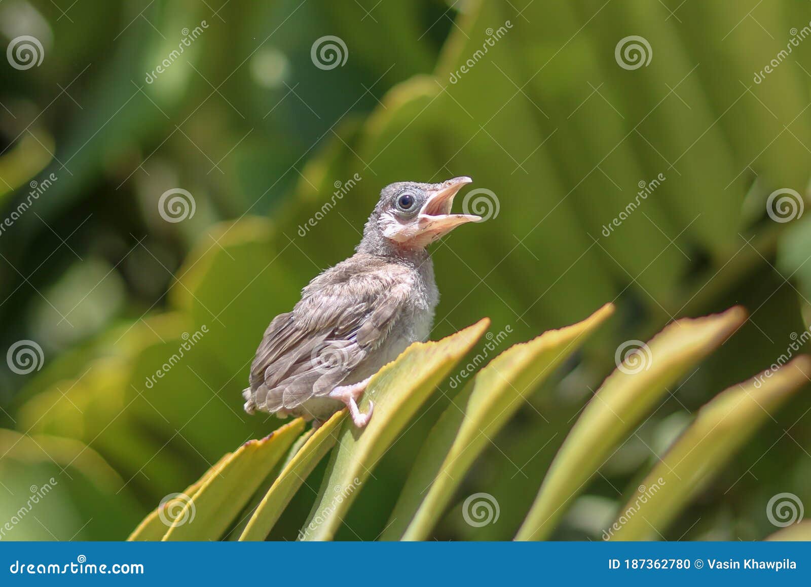 Close Up Baby Bulbul Tree Sunlight Stock Photo - Image of sunlight ...