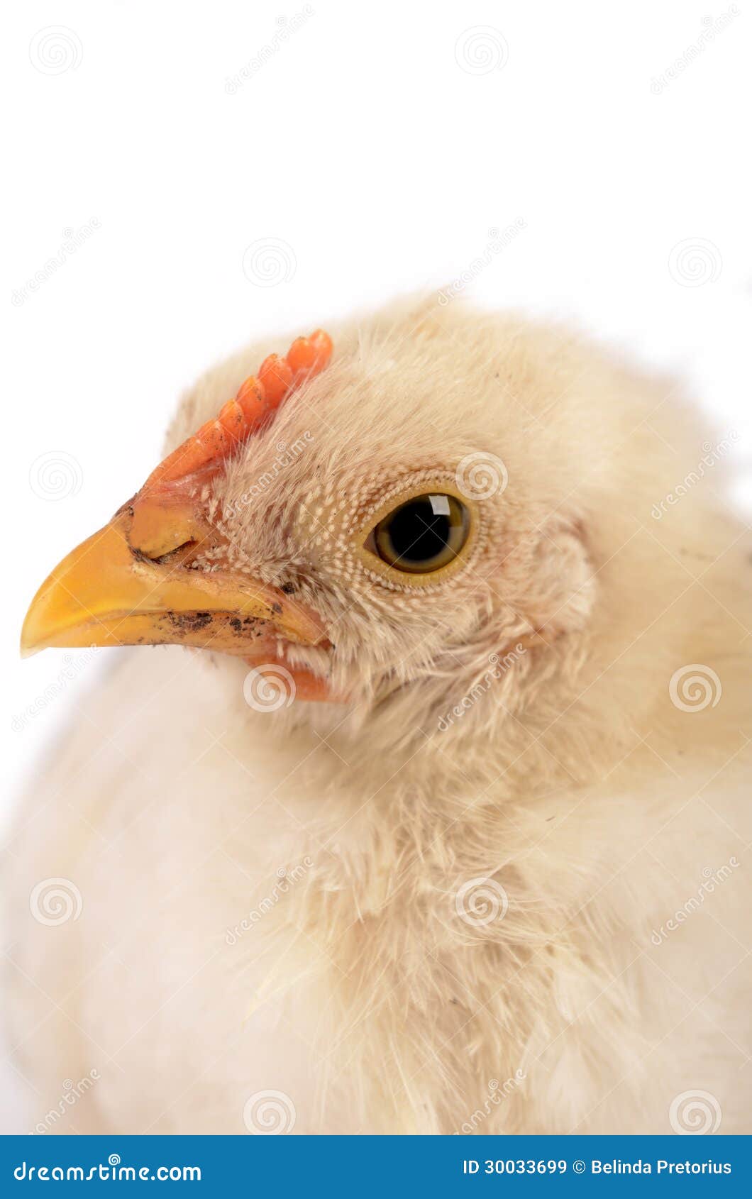 Close up of a Baby chick stock image. Image of single - 30033699